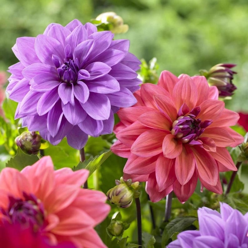 25 Blue Bell Dahlia Flowers Seeds - Perennial - Flowering - Hybrid - Open-pollinating - Fast ...