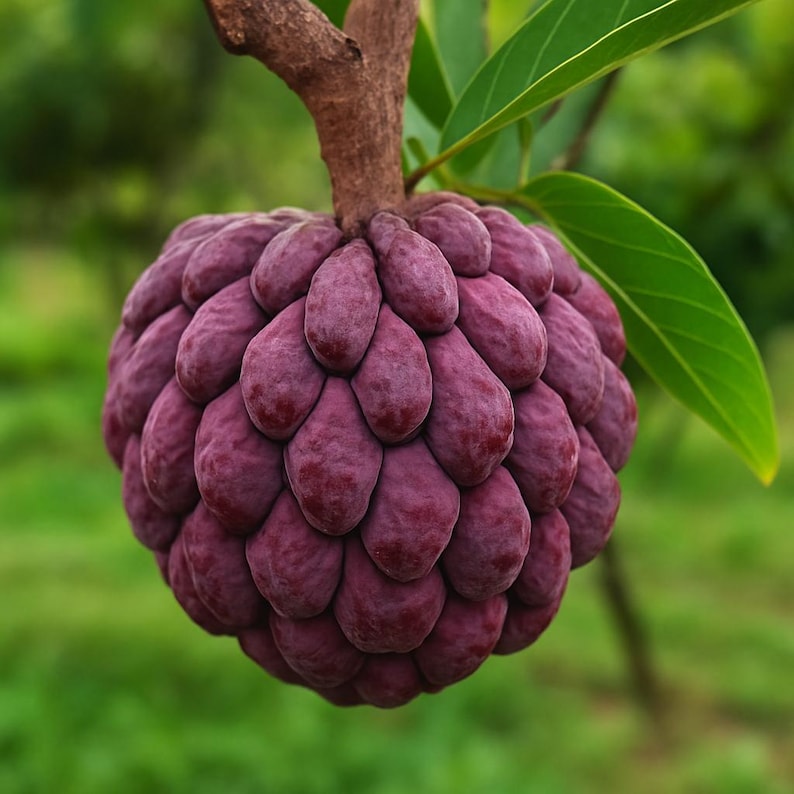 5 Annona Squamosa Red Custard Apple Fruit Tree Seeds – Rare Exotic ...
