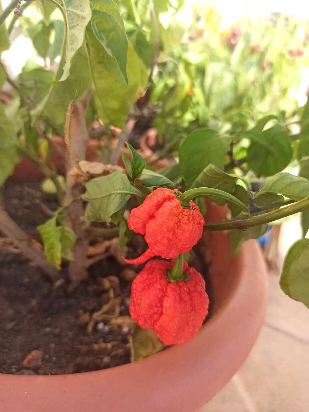 Fresh Carolina Reaper Chilli Pepper - Etsy