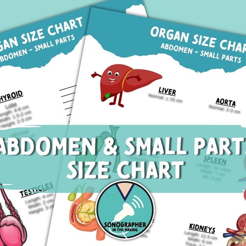 Ultrasound Study Notes Organ Size Chart Abdomen Ultrasound - Etsy