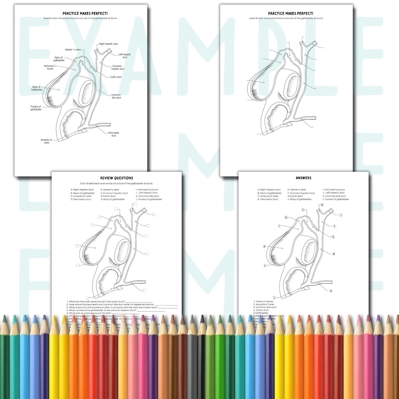 Sonography Coloring Book Ultrasound Student Study Ultrasound - Etsy