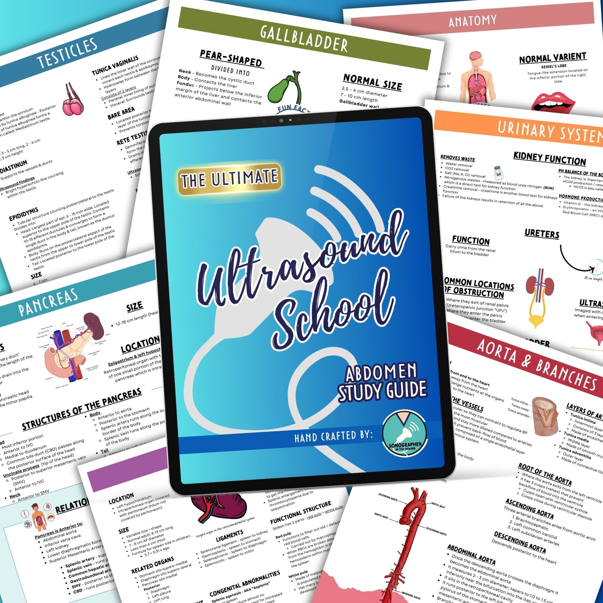 Ultrasound Study Notes, Organ Size Chart Abdomen, Ultrasound Student ...