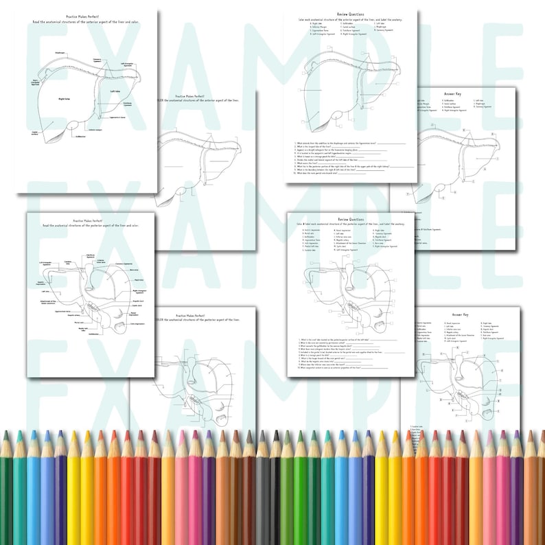 Sonography Coloring Book, Ultrasound Student Study, Ultrasound Notes ...