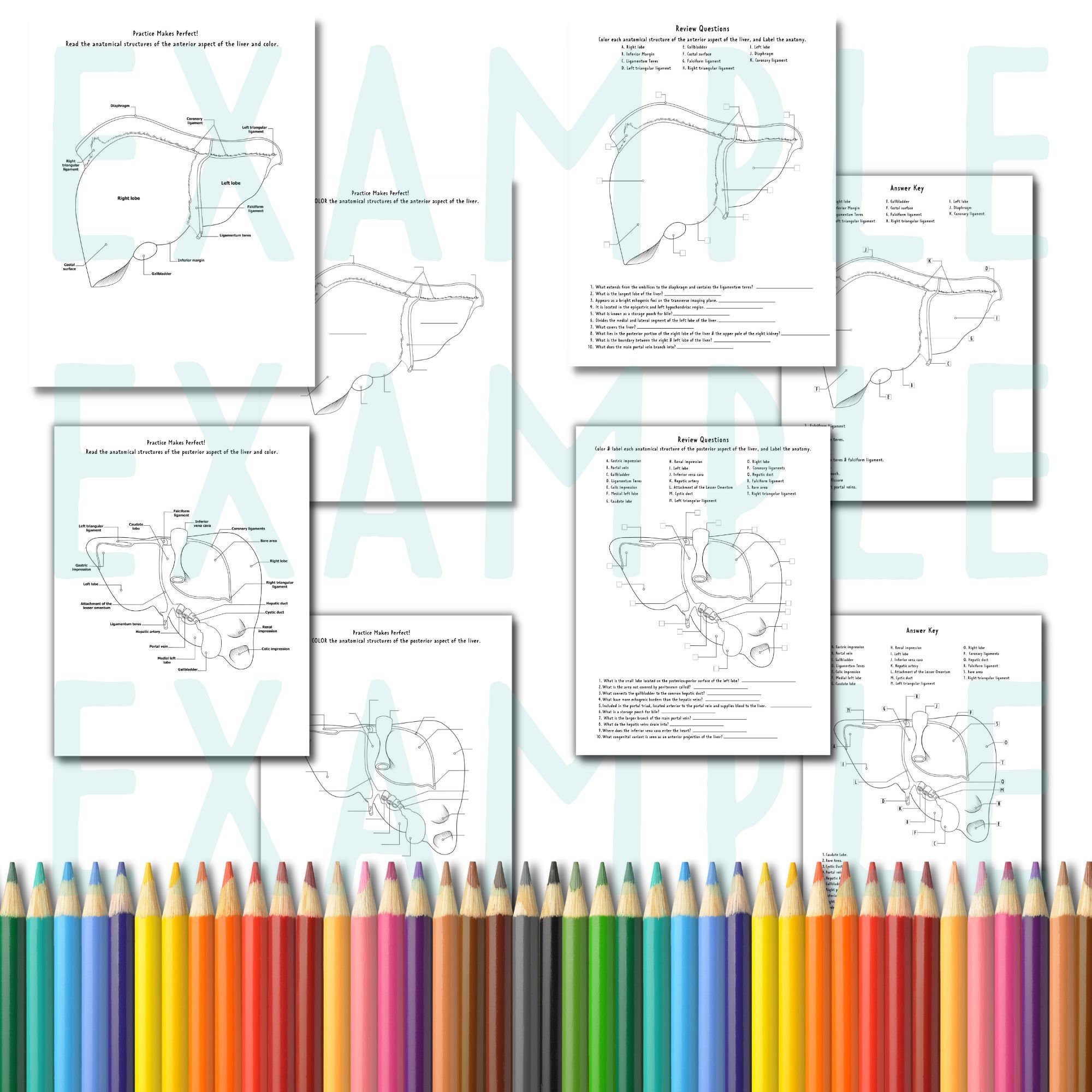 Sonography Coloring Book Ultrasound Student Study Ultrasound - Etsy