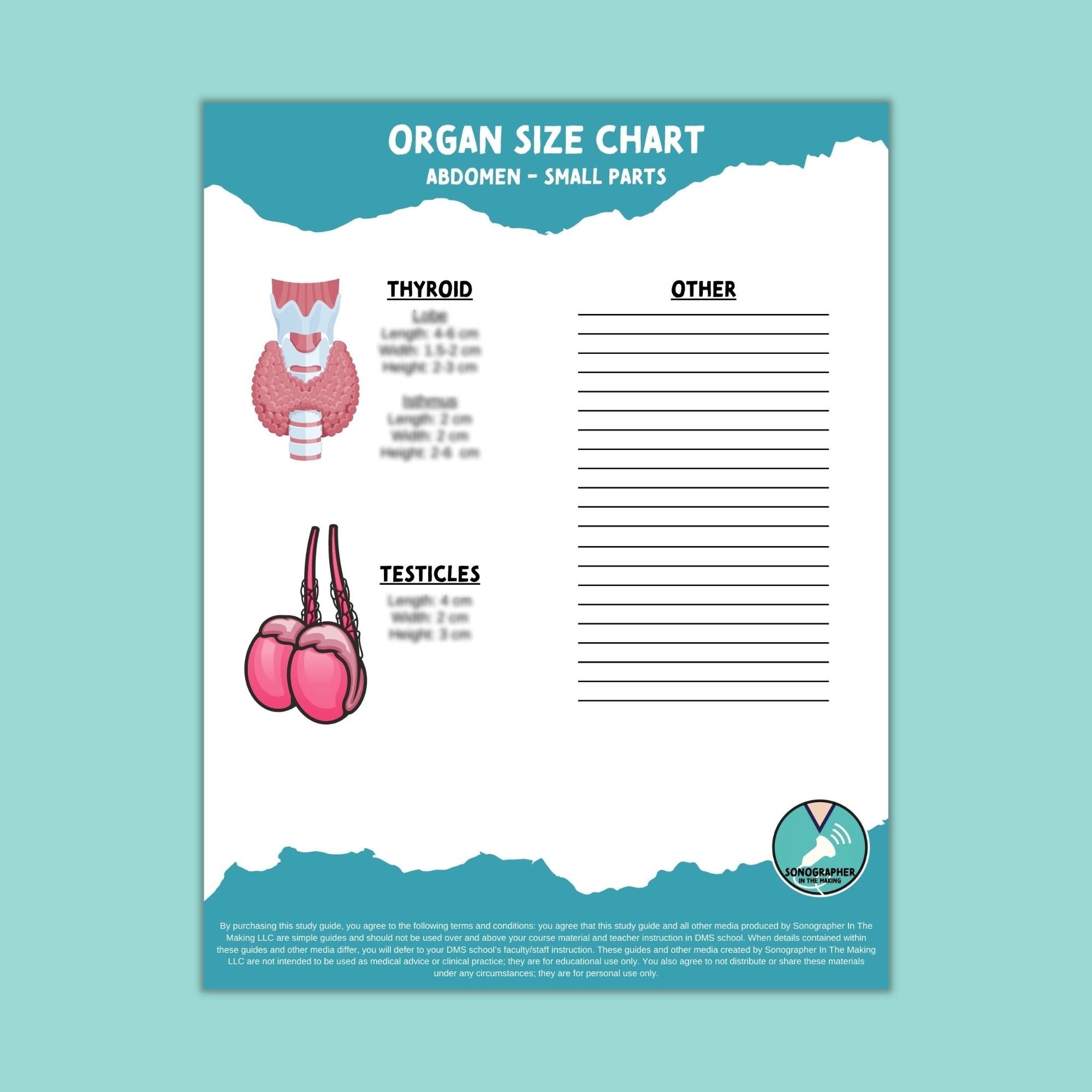 Ultrasound Study Notes, Organ Size Chart Abdomen, Ultrasound Student ...