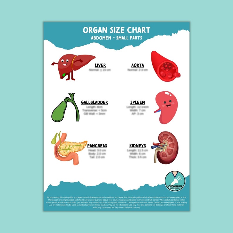 Ultrasound Study Notes, Organ Size Chart Abdomen, Ultrasound Student ...