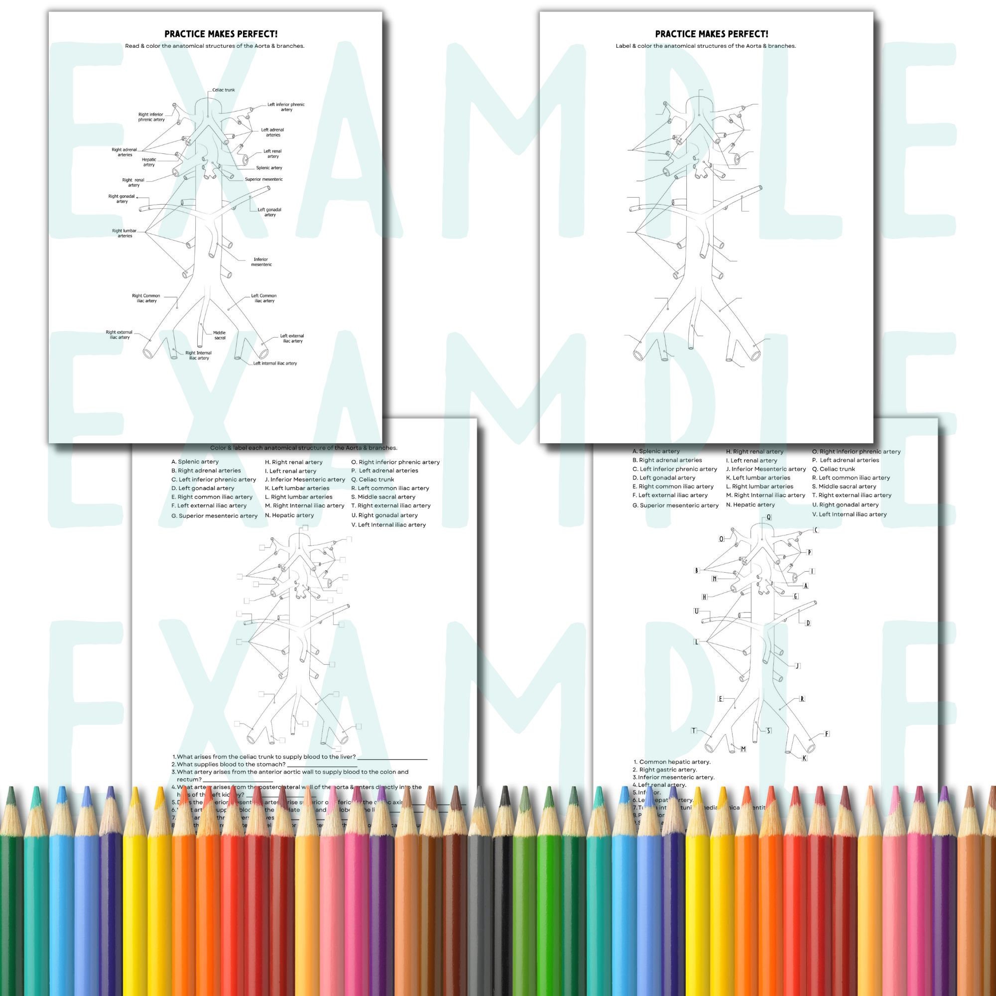 Sonography Coloring Book, Ultrasound Student Study, Ultrasound Notes ...