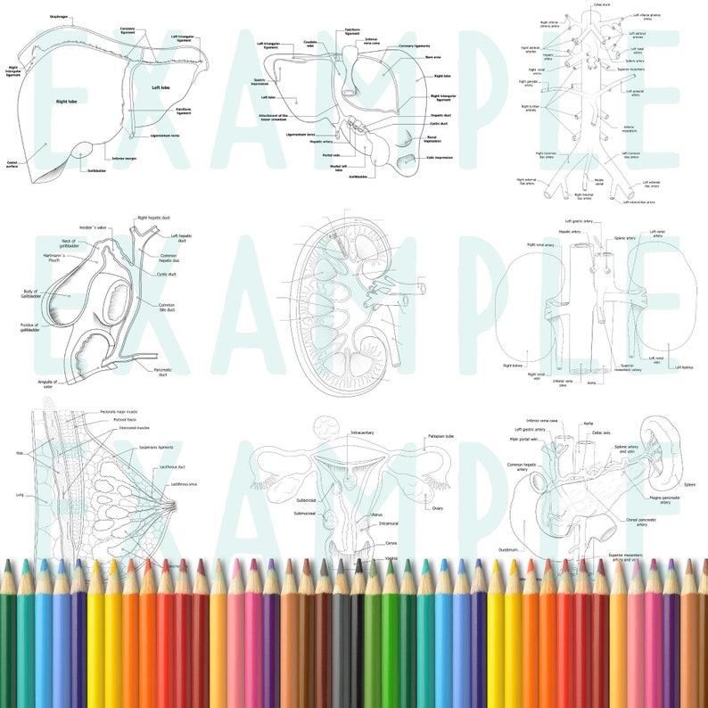 Sonography Coloring Book, Ultrasound Student Study, Ultrasound Notes ...
