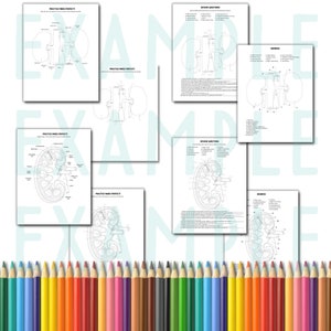 Sonography Coloring Book, Ultrasound Student Study, Ultrasound Notes ...