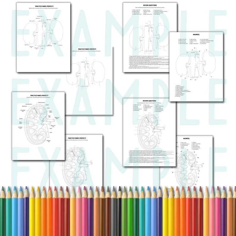 Sonography Coloring Book Ultrasound Student Study Ultrasound - Etsy