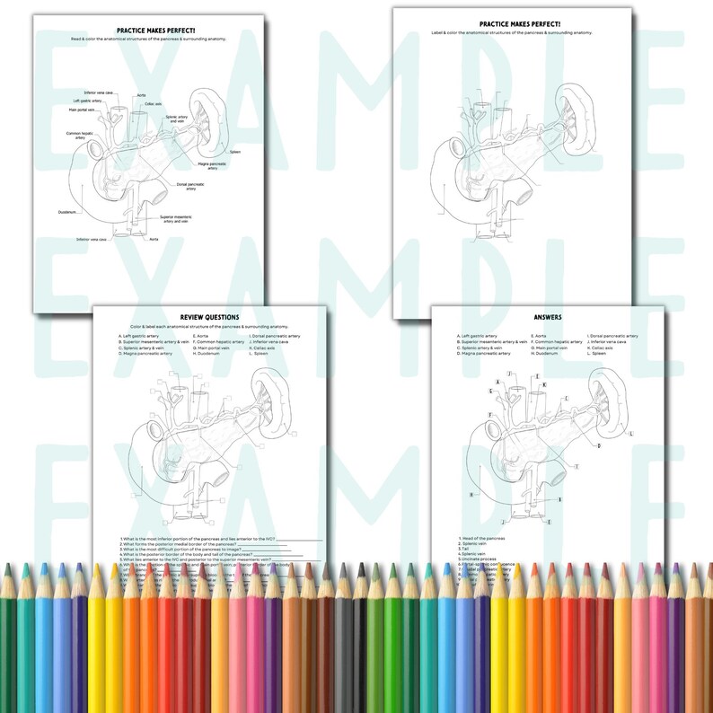 Sonography Coloring Book Ultrasound Student Study Ultrasound - Etsy