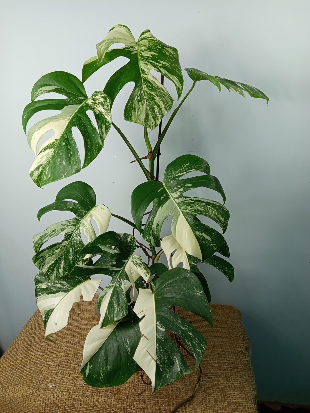 Monstera Albo Variegata PLANTE EXACTE 29.11.7 - Etsy France