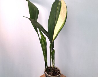 Welovetropicalplants - Etsy