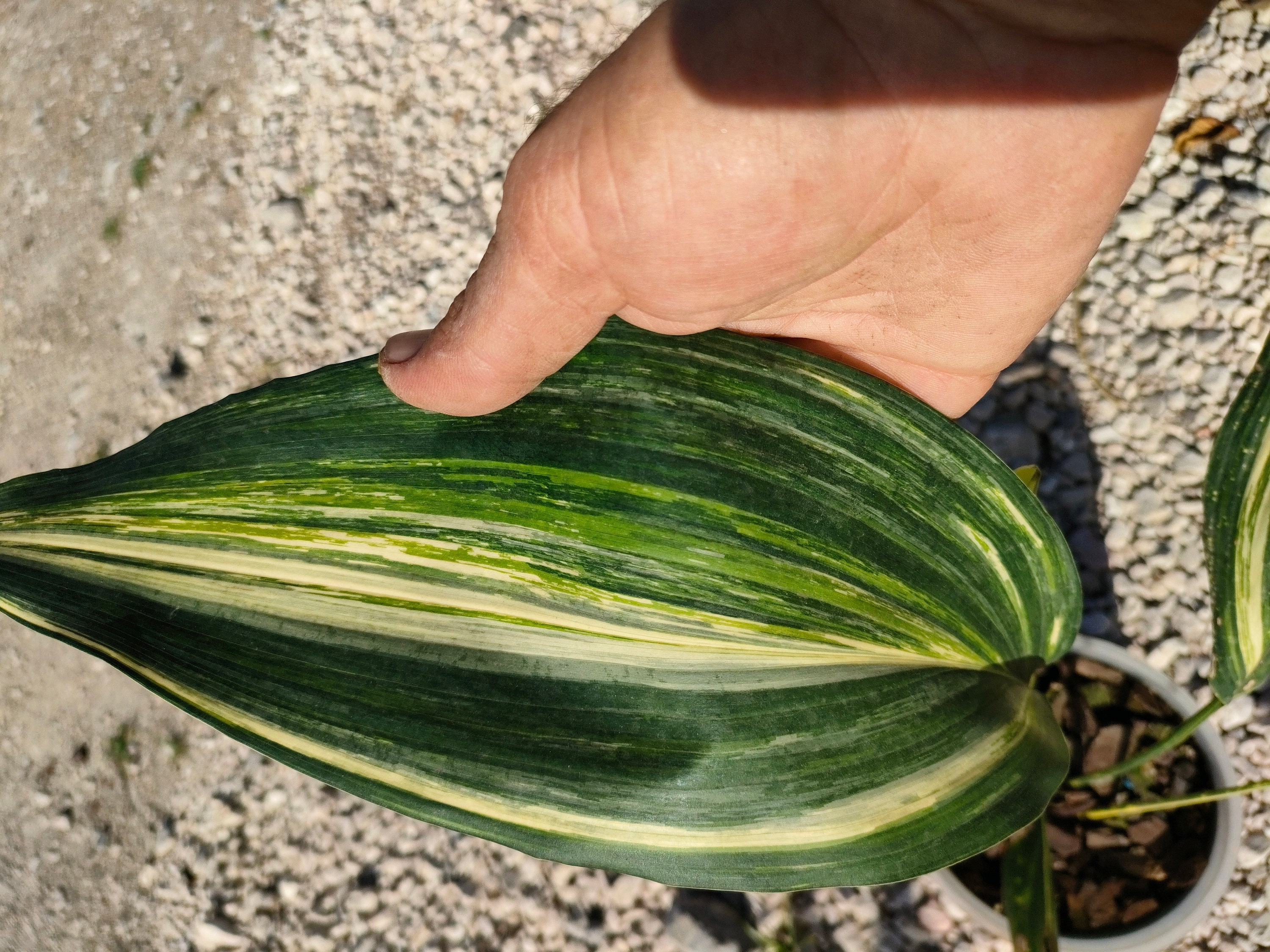 Aspidistra ELATIOR VARIEGATA EXACT Plant as Shown in the - Etsy UK