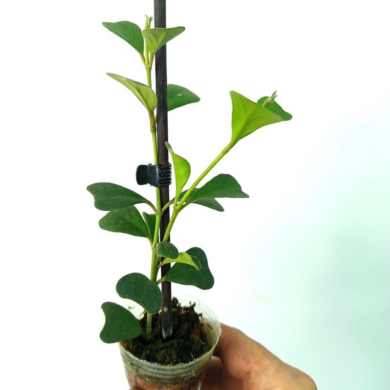 Welovetropicalplants - Etsy