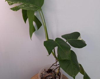 Welovetropicalplants - Etsy