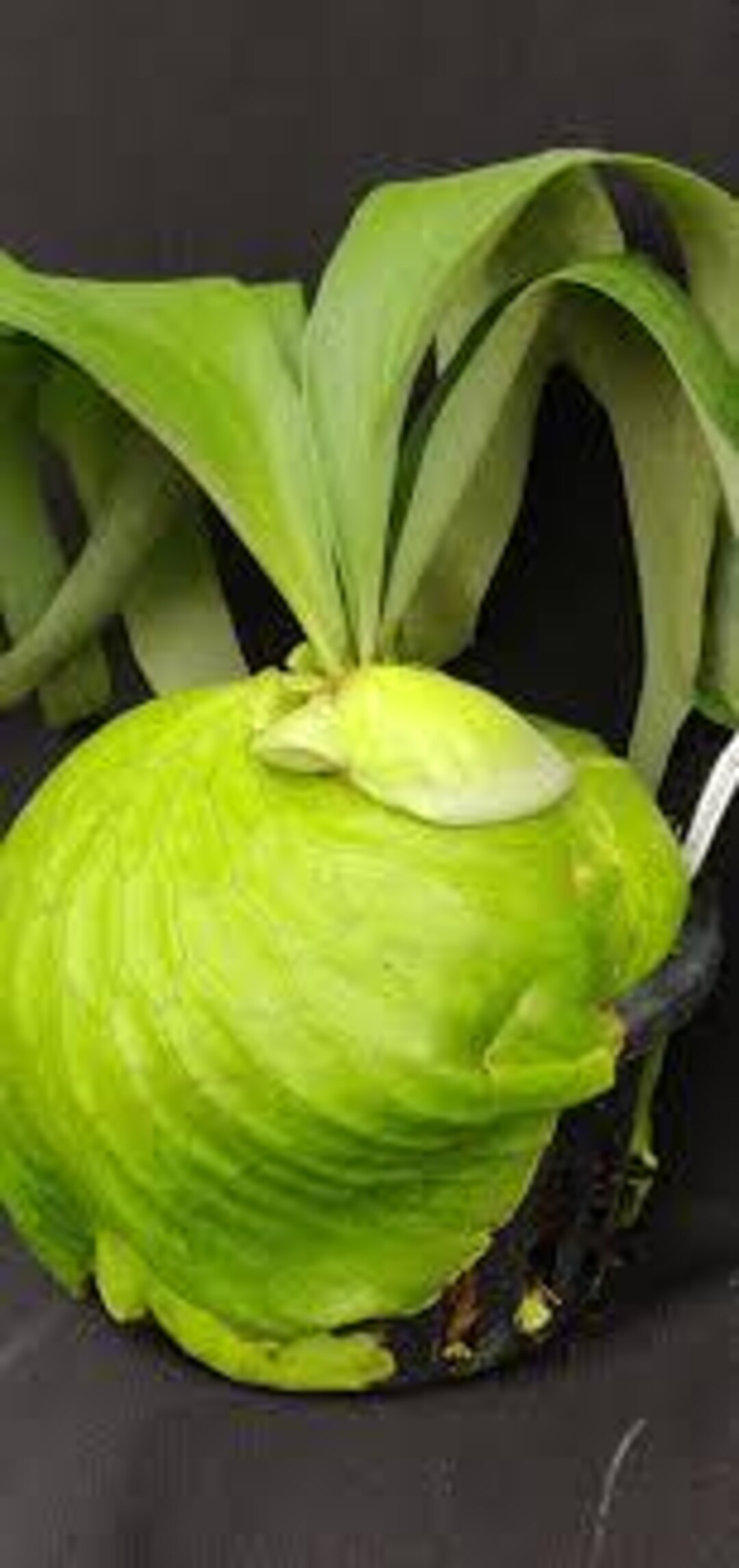 Platycerium HORN'S SURPRICE - Etsy Polska