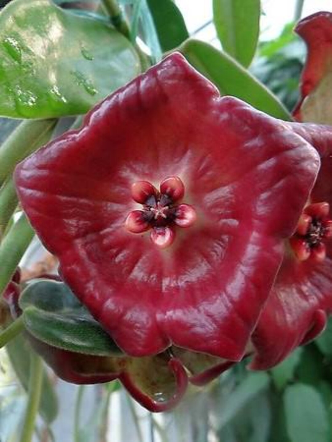 Hoya GIGAS - Etsy.de