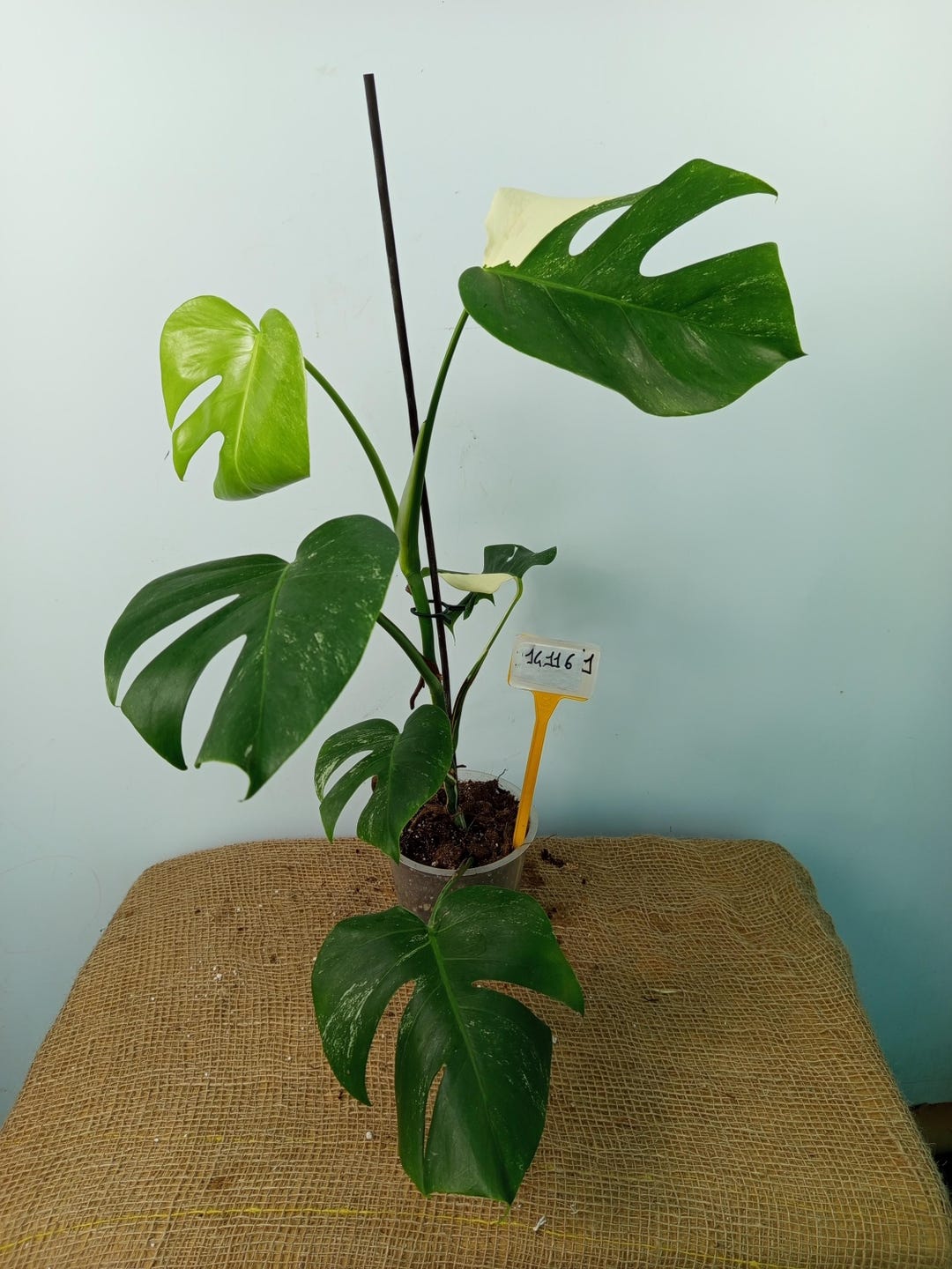Monstera Albo Variegata PLANTE EXACTE 14.11.6 - Etsy France
