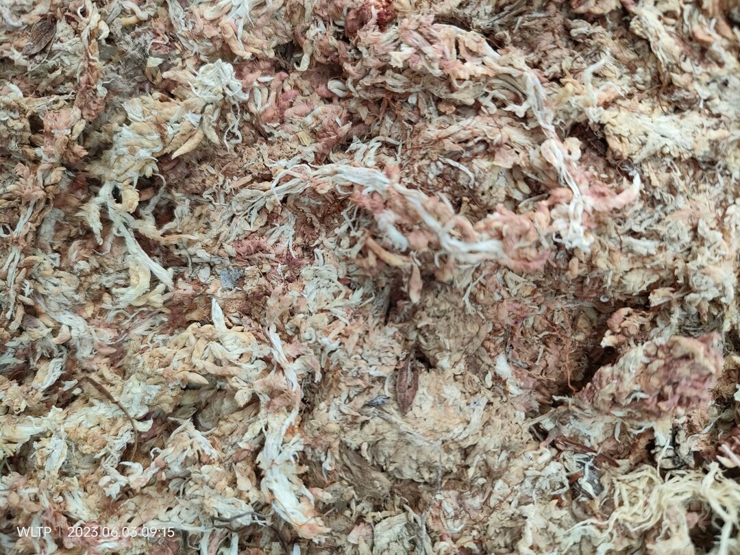 Sphagnum Moss / Sphagnum Moss - Etsy
