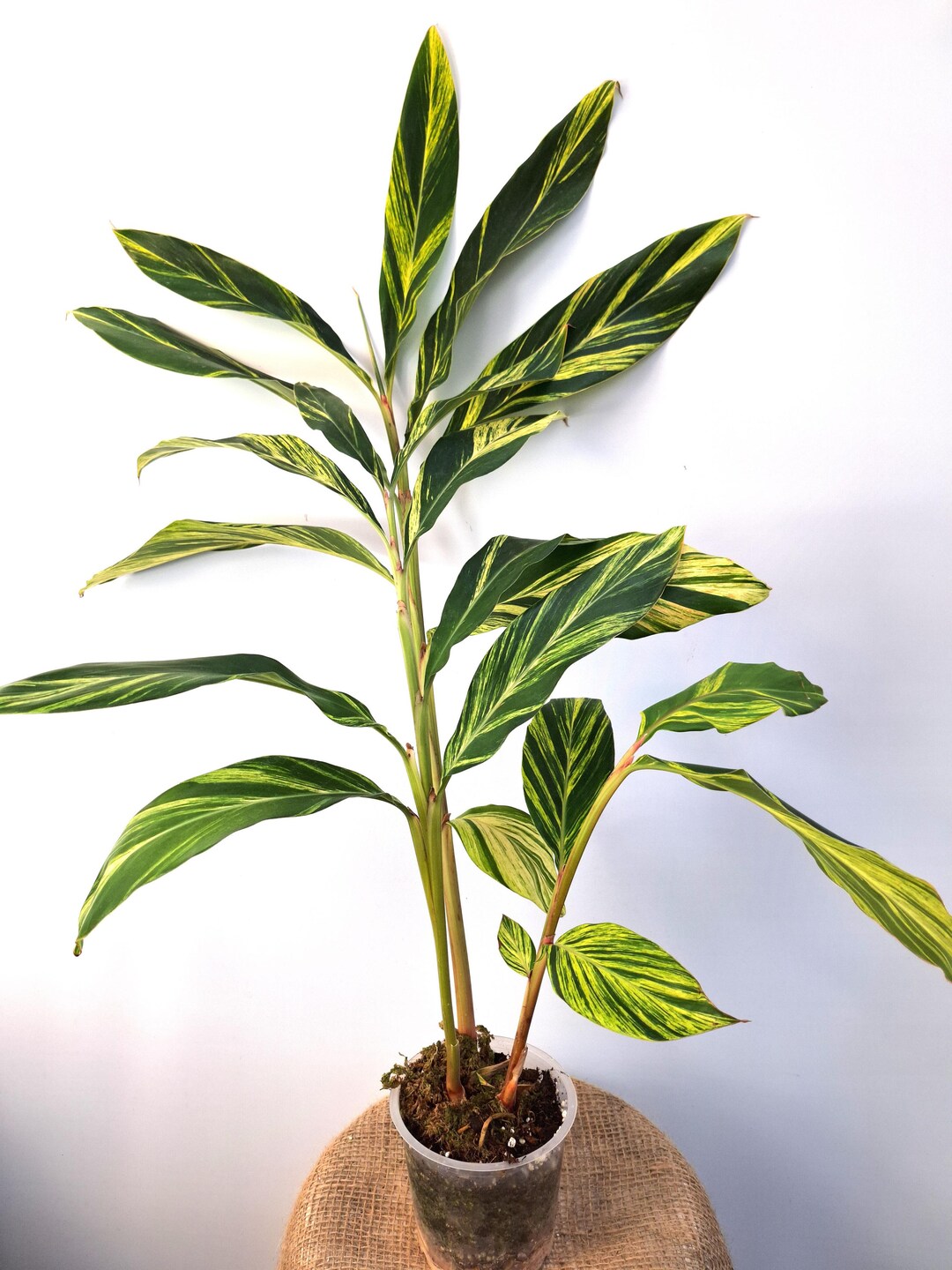 Alpinia speciosa variegata PLANTE EXACTE 26.1.9 - Etsy France
