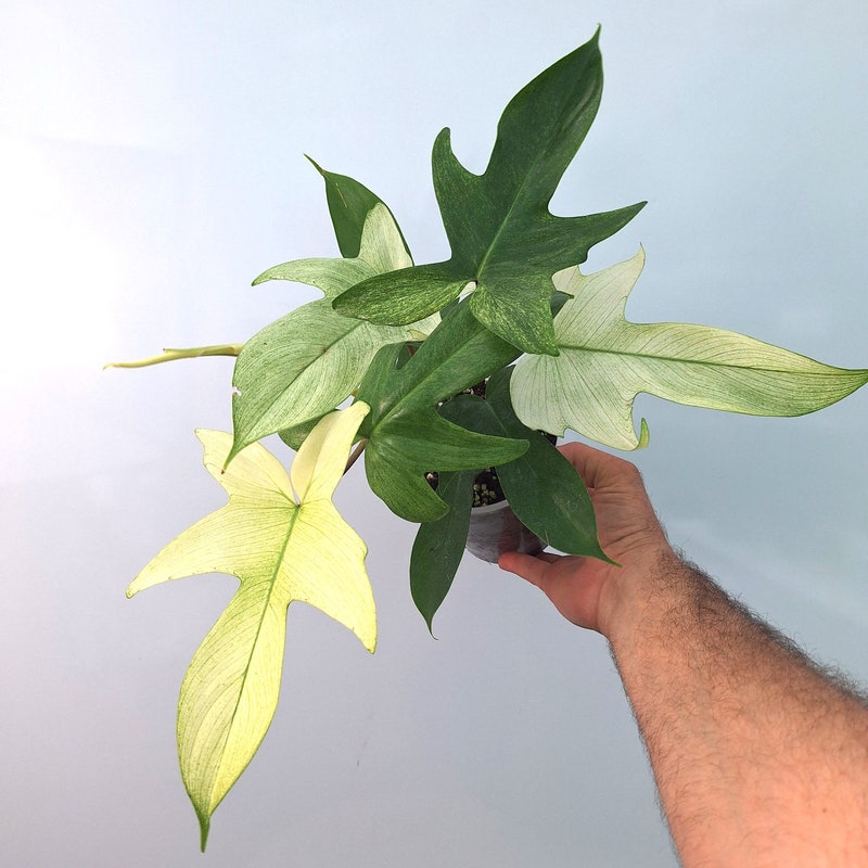 Welovetropicalplants - Etsy