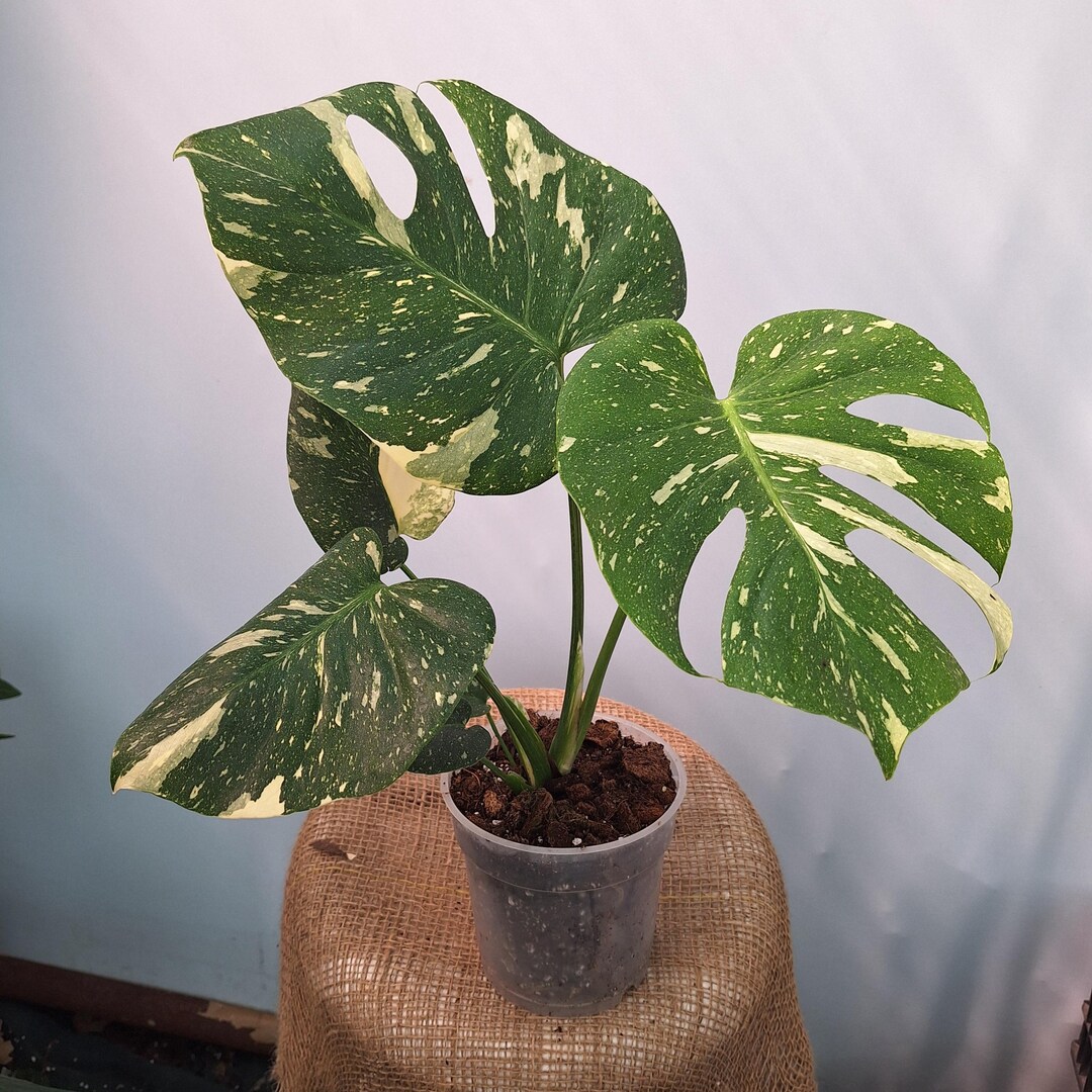 Monstera deliciosa THAI-Konstellation, 12.9.5 GENAUE PFLANZE, gut ...