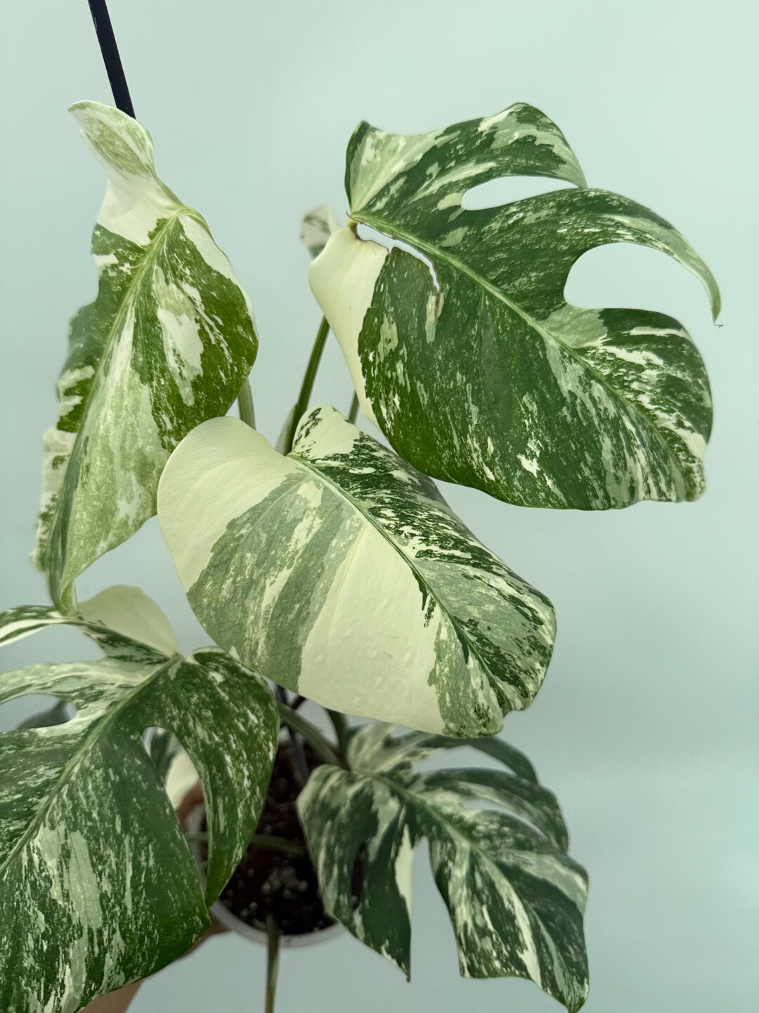 Monstera Albo Variegata GENAUE PFLANZE 3.4.3 - Etsy.de