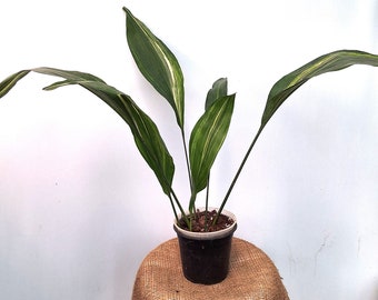 Welovetropicalplants - Etsy