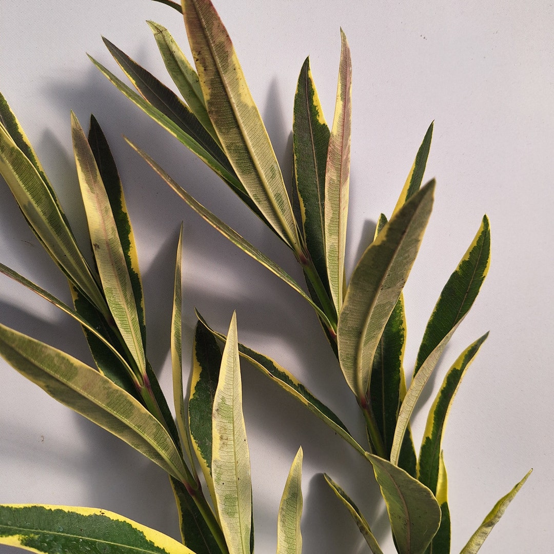 Nerium Oleander 'splendid' Variegata - Etsy UK