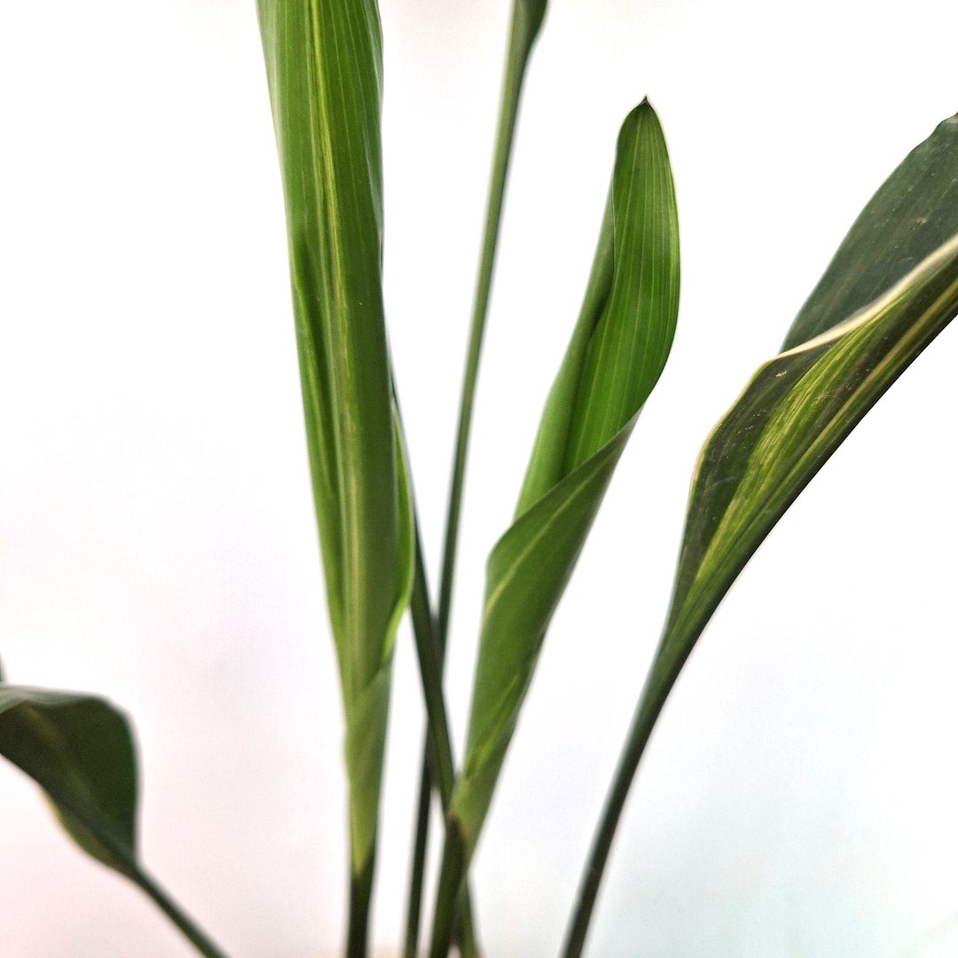 Aspidistra ELATIOR VARIEGATA GENAUE Pflanze 13.6.16 - Etsy.de