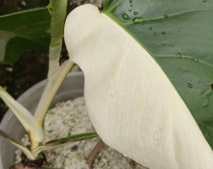 Monstera Deliciosa ALBO EXACT PLANT Fully Rooted - Etsy