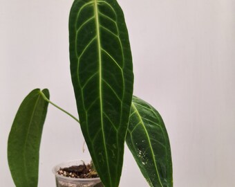 Welovetropicalplants - Etsy