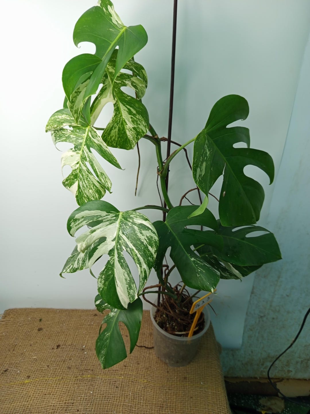 Monstera Albo Variegata PLANTE EXACTE 26.3.3 XL - Etsy France