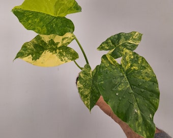 Welovetropicalplants - Etsy