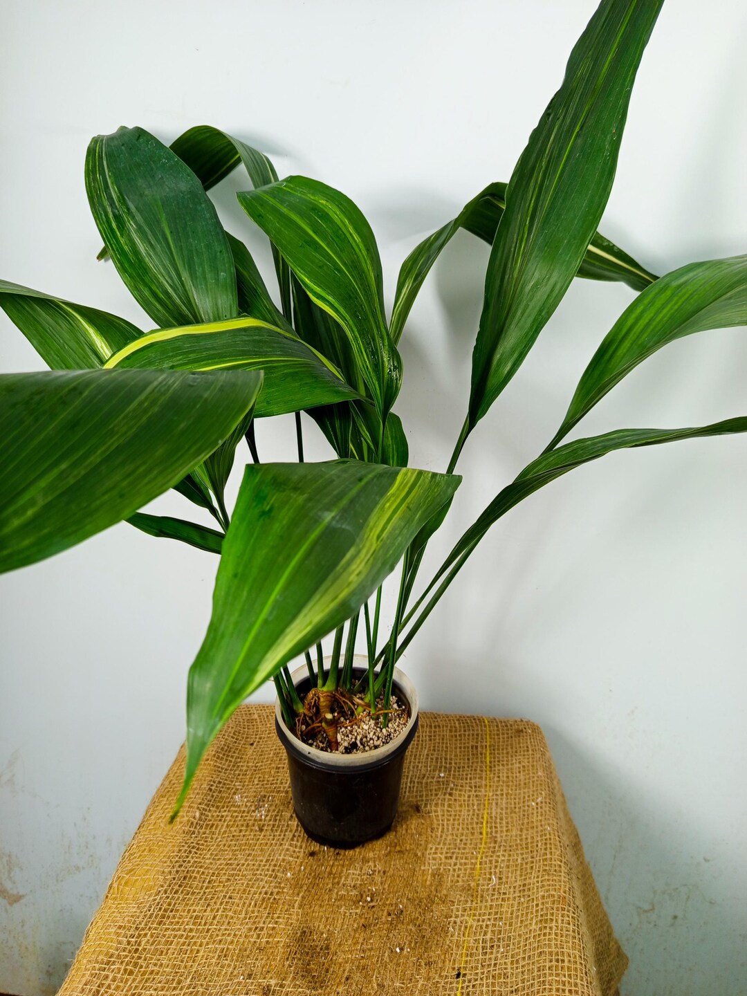 Aspidistra elatior Variegata 15.1.9 GENAUE PFLANZE - Etsy.de