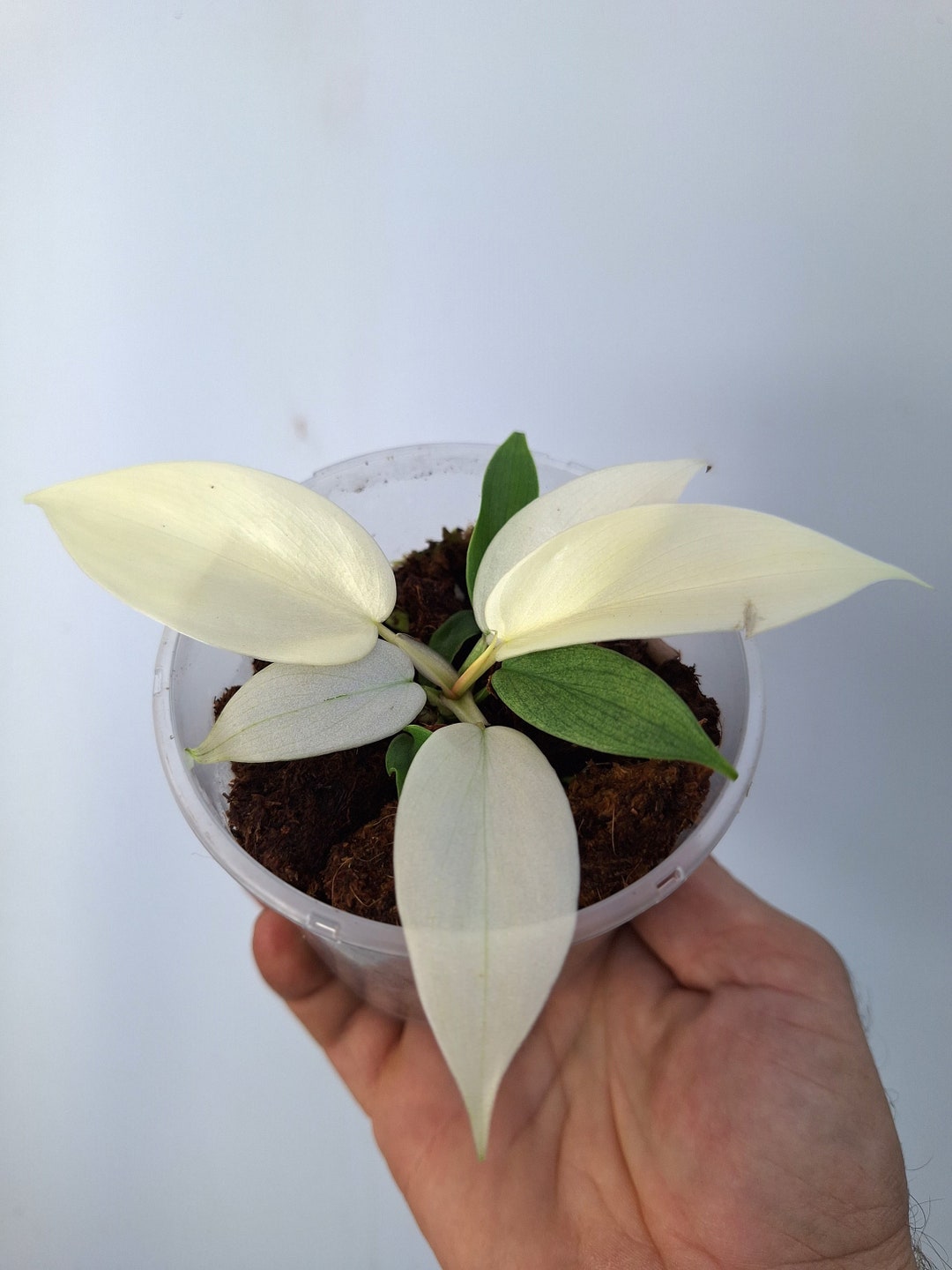 Philodendron Florida GHOST, Plante bébé - Etsy France