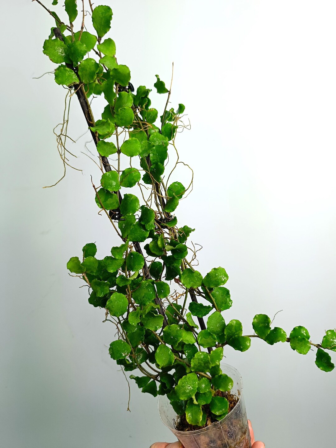 Hoya KANYAKUMARIANA duża roślina - Etsy Polska