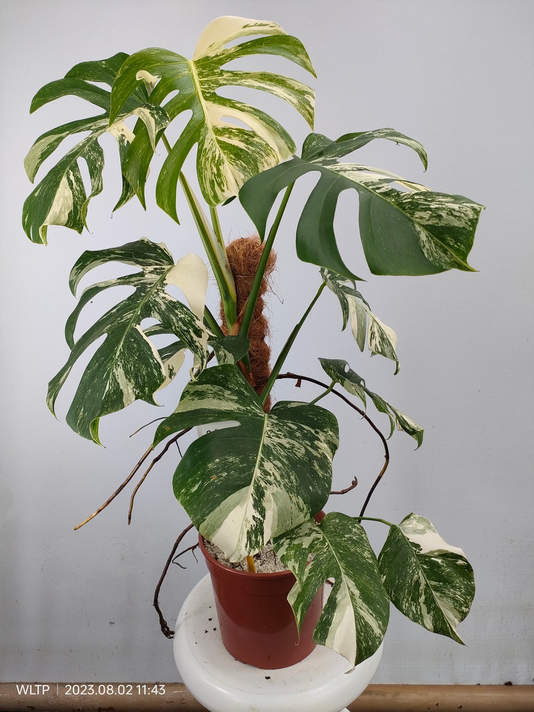 PLANTA COMPLETA Monstera Deliciosa Álbum jaspeado media luna - Etsy España