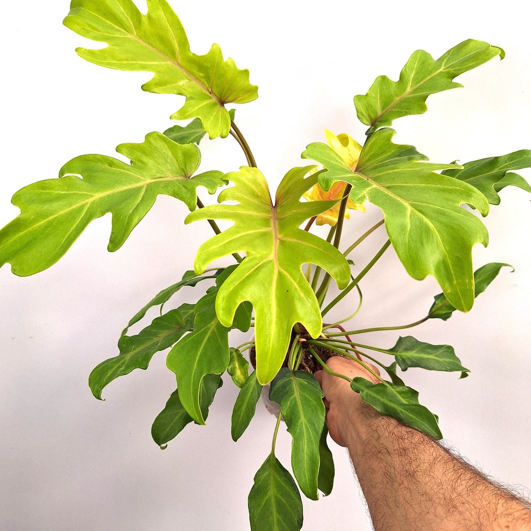 Philodendron Xanadu Dwarf 'Variegated' - Etsy.de