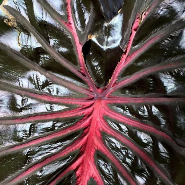 Welovetropicalplants - Etsy