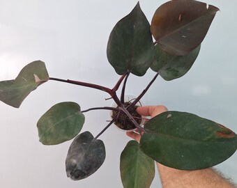 Welovetropicalplants - Etsy