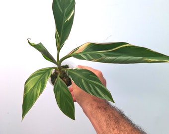 Welovetropicalplants - Etsy