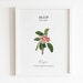 MBTI Introvert Flower Art Prints Bundle, Infj Infp Intj Intp Isfj Istj ...