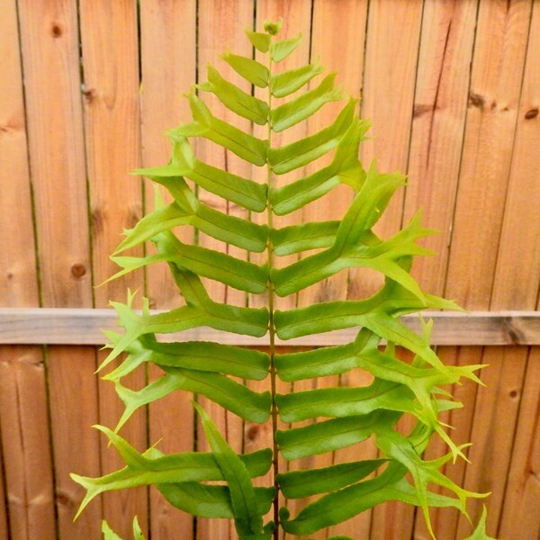 Fishtail Fern - Etsy