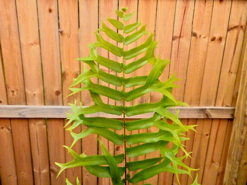 Rare Mermaid's Tail Fern nephrolepis Biserrata in 6 Pot - Etsy