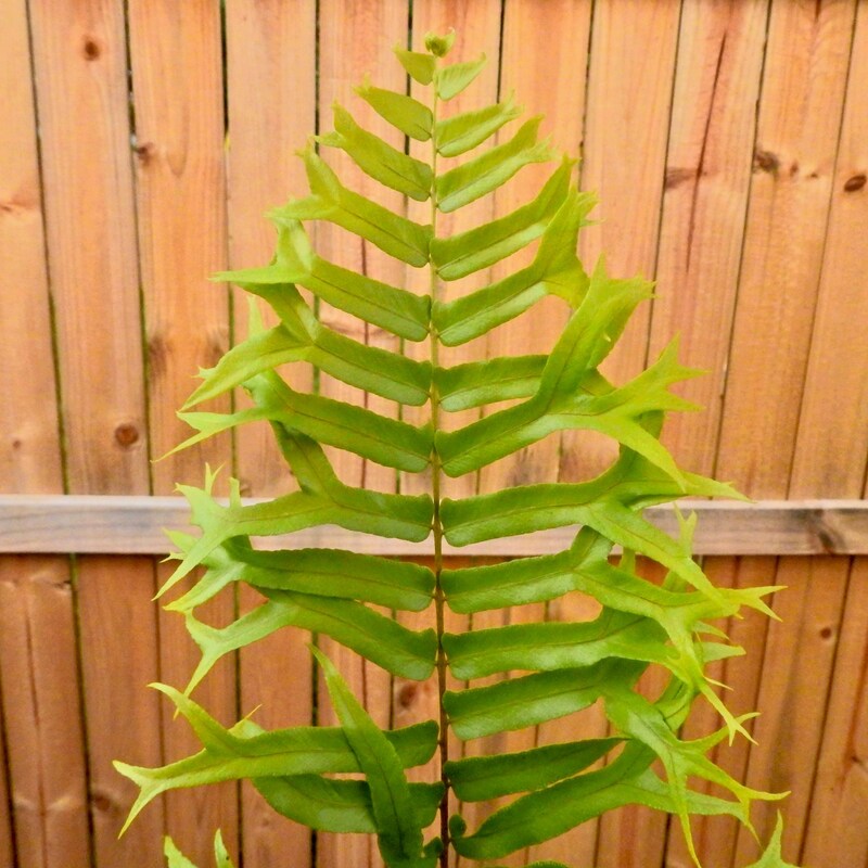 Fishtail Fern - Etsy