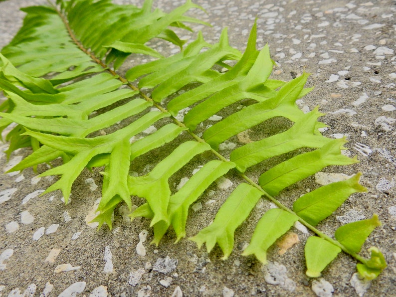 Rare Mermaid's Tail Fern nephrolepis Biserrata in 6 Pot - Etsy