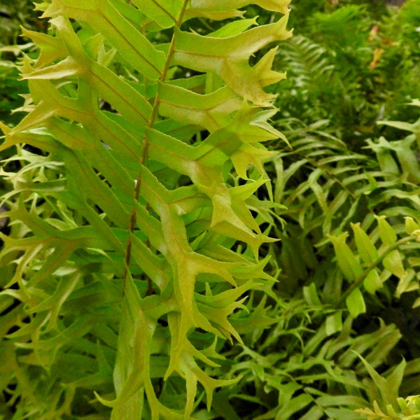 Fishtail Fern - Etsy
