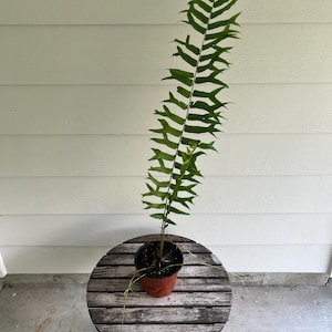 Rare Mermaid's Tail Fern nephrolepis Biserrata in 6 Pot - Etsy